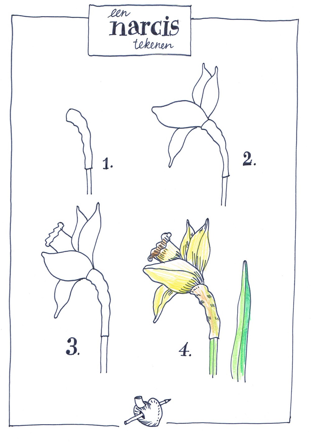 narcis tekenen – Margot Verhoeven